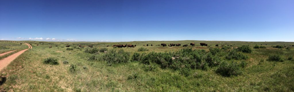 Bison - DurhamRanch.com